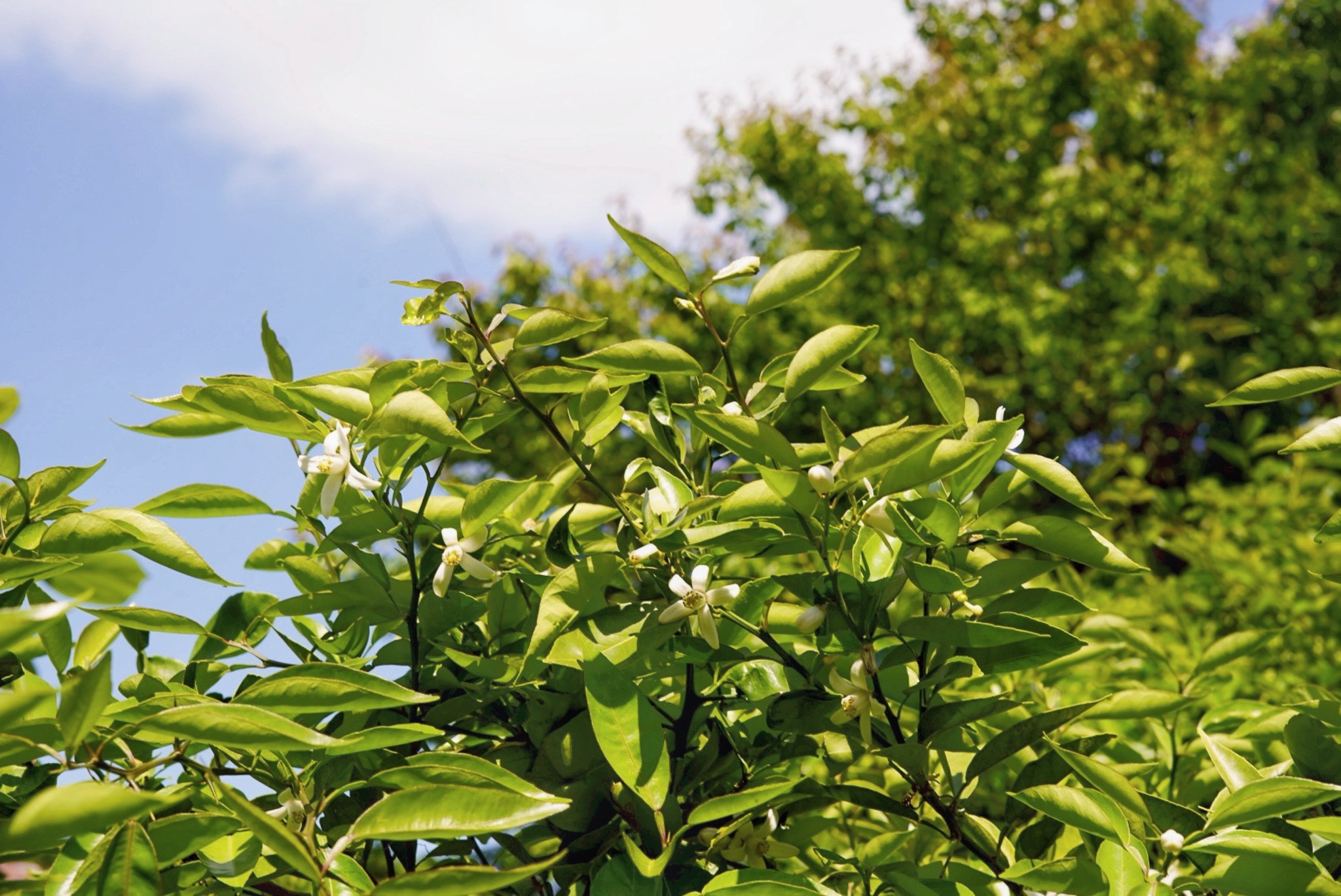 ネロリ - 柑橘の花が紡ぐ、心を癒す香り - | 第2回 - OSAJI JOURNAL | 公式サイト