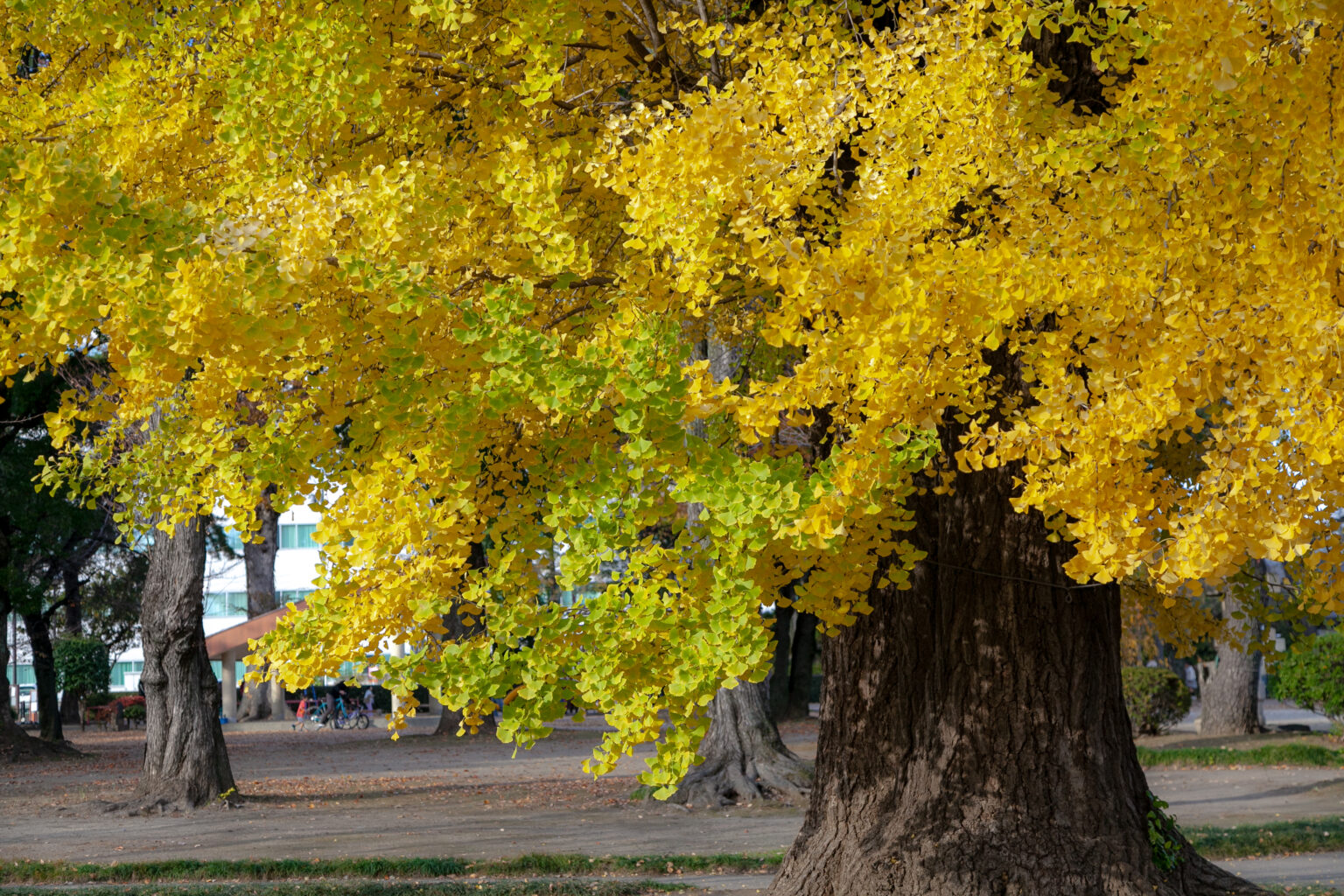 群馬大学 副学長 理工学部・大学院理工学部 教授 / 株式会社グッドアイ 取締役会長 板橋英之さん ｜ SPECIAL INTERVIEW - OSAJI JOURNAL | 公式サイト